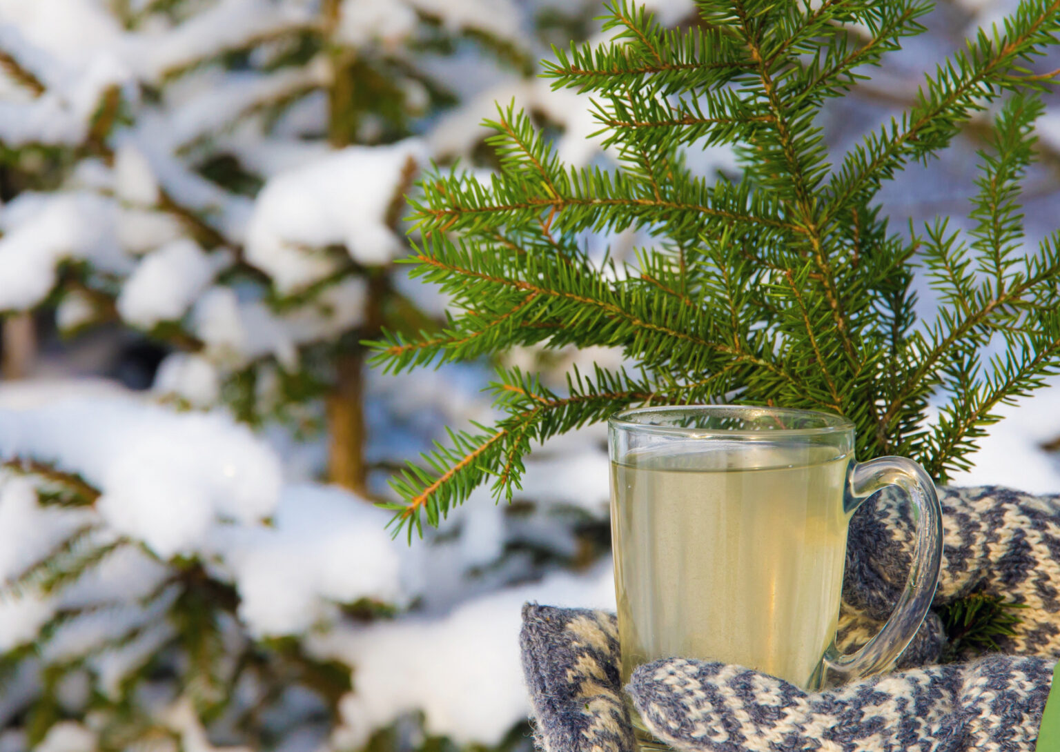 Fichtennadel – sanfte Helferin in der Erkältungszeit 🌲