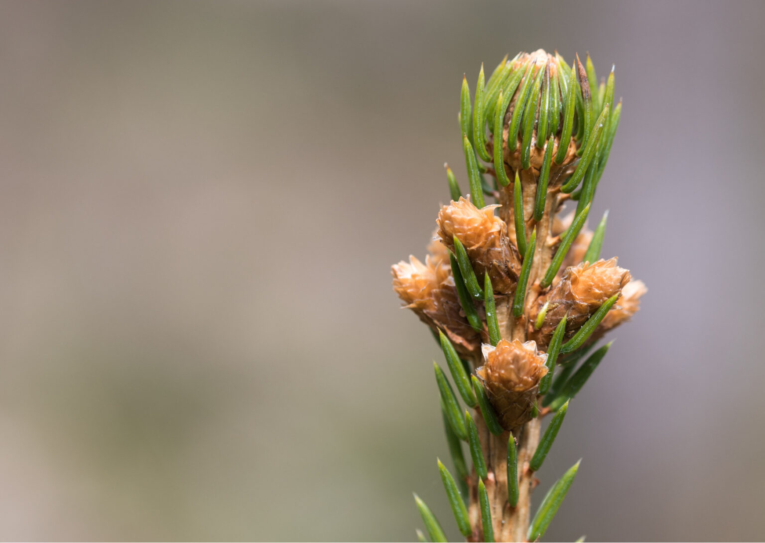 Fichtennadel – sanfte Helferin in der Erkältungszeit 🌲