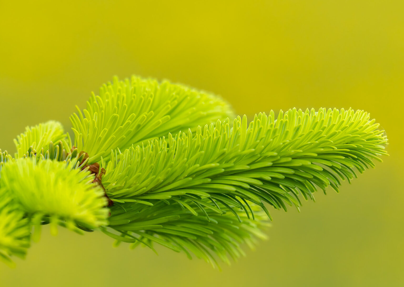 Fichtennadel – sanfte Helferin in der Erkältungszeit 🌲