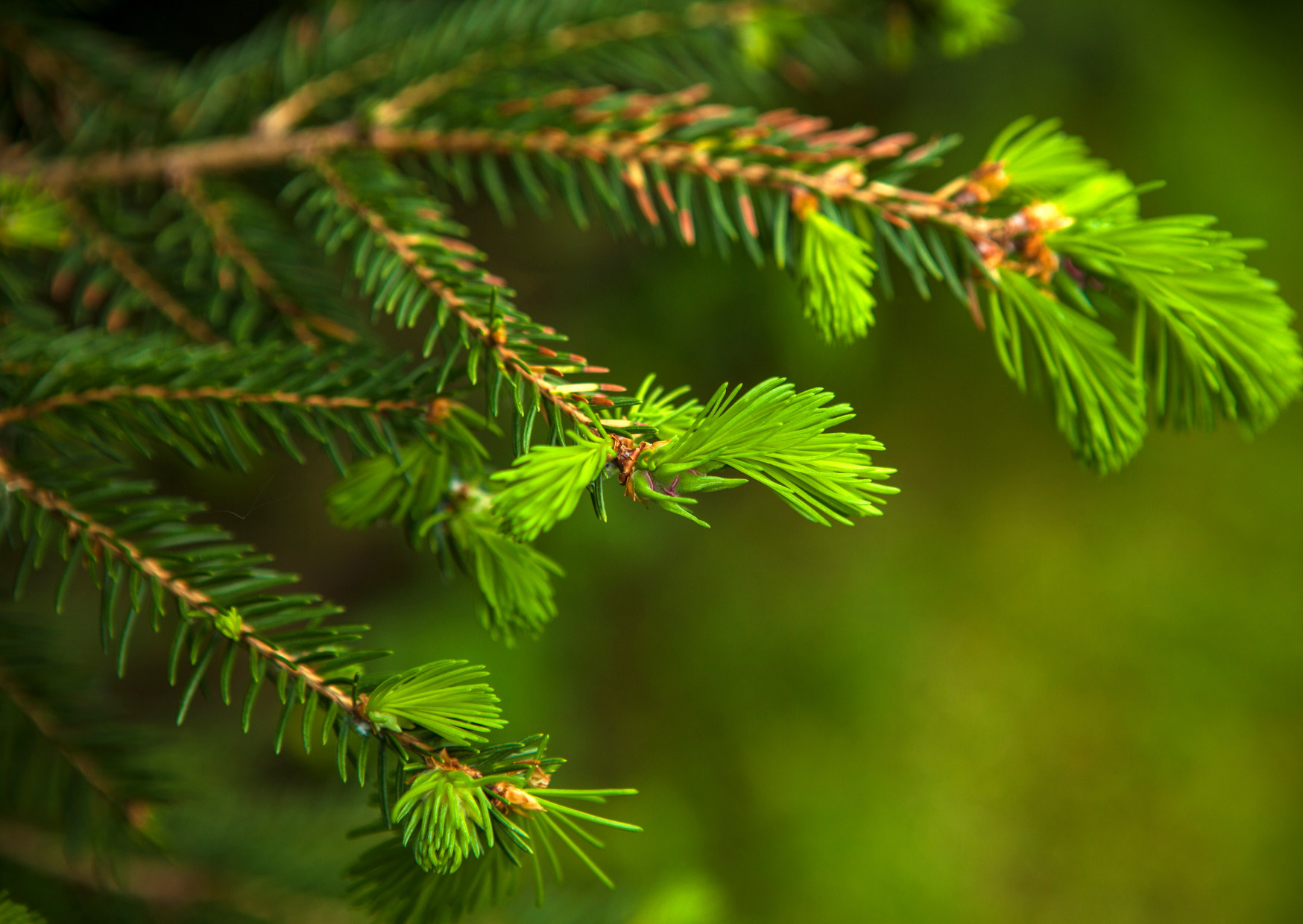 Fichtennadel – sanfte Helferin in der Erkältungszeit 🌲