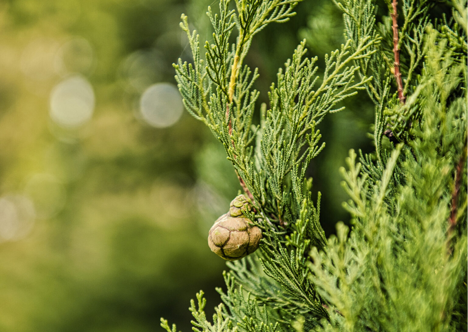 Das ätherische Öl der Zypresse – Der Paradiesbaum