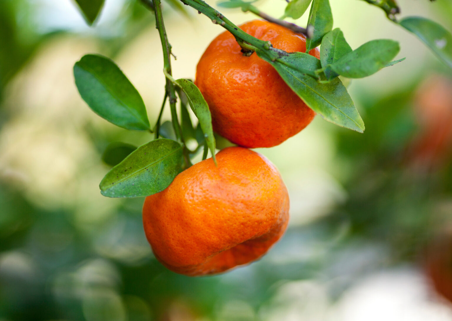 Mandarine – die süße Geborgenheit und ihr ätherisches Öl 🍊